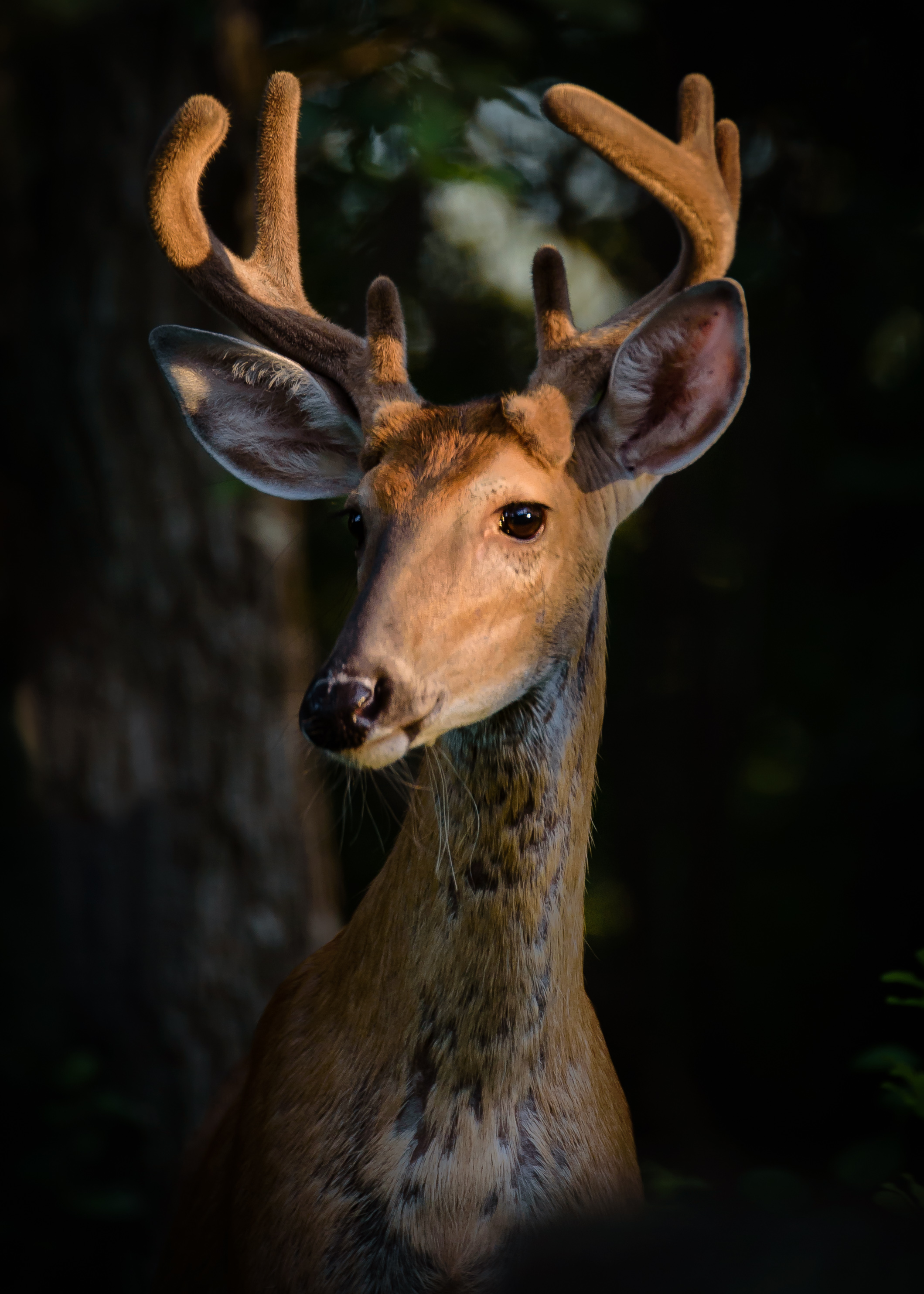 Deer at Sunset | Shutterbug